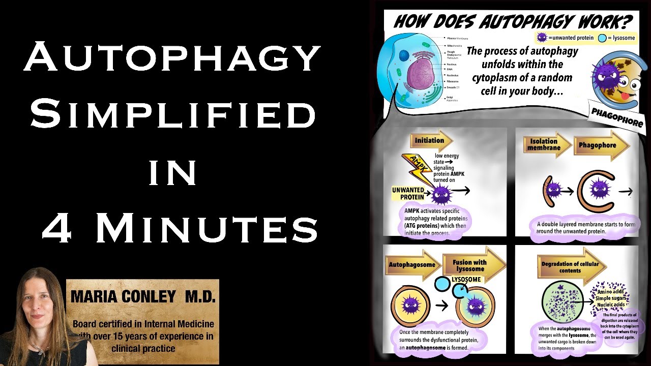 Autophagy Simplified in 4 Minutes - YouTube