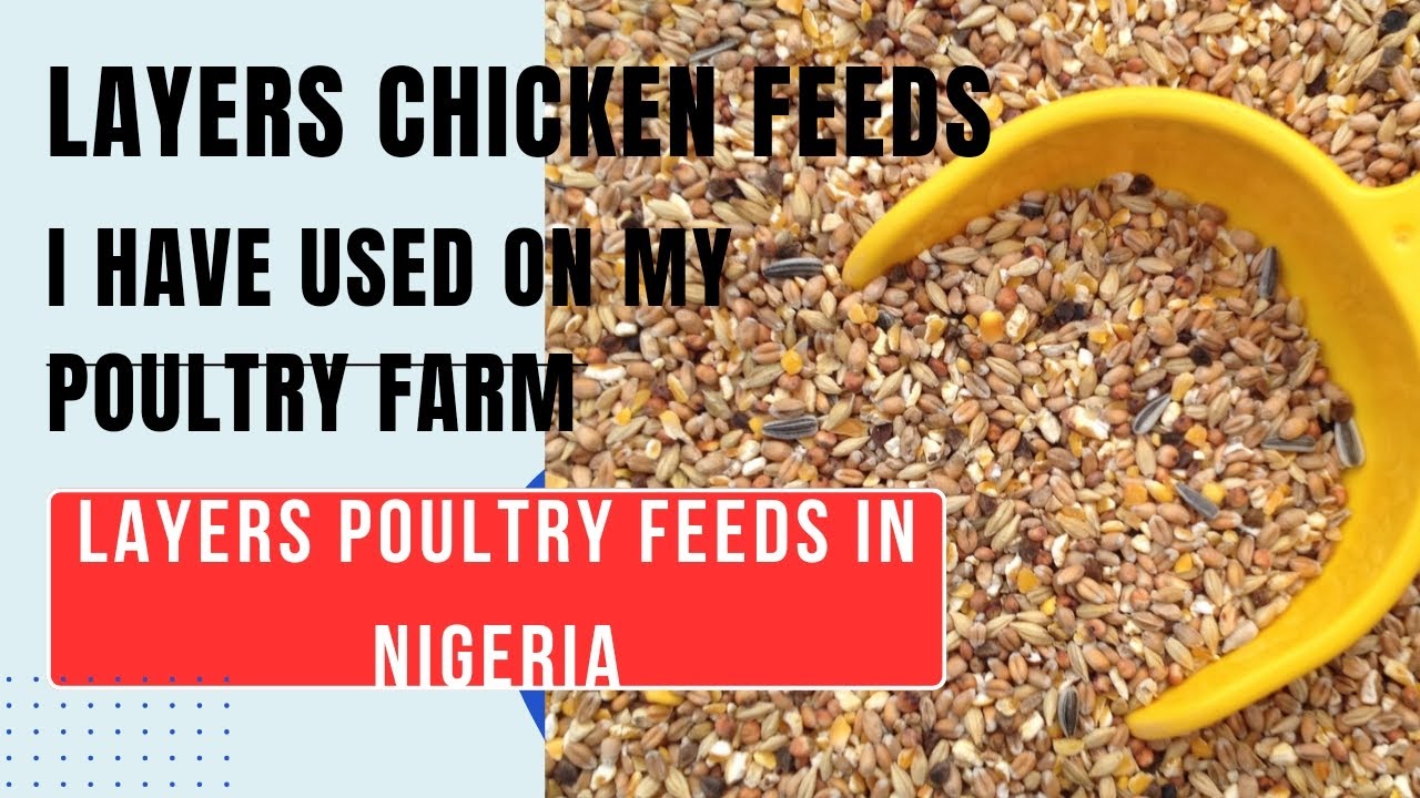 Layers Poultry Feed In Nigeria || The Different Layers Chicken Feed I ...