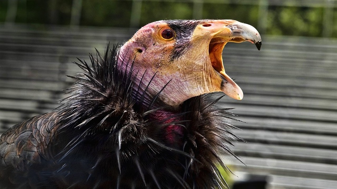 40,000 Years Ago This Flying Beast Ate the Biggest of Animals and Now ...