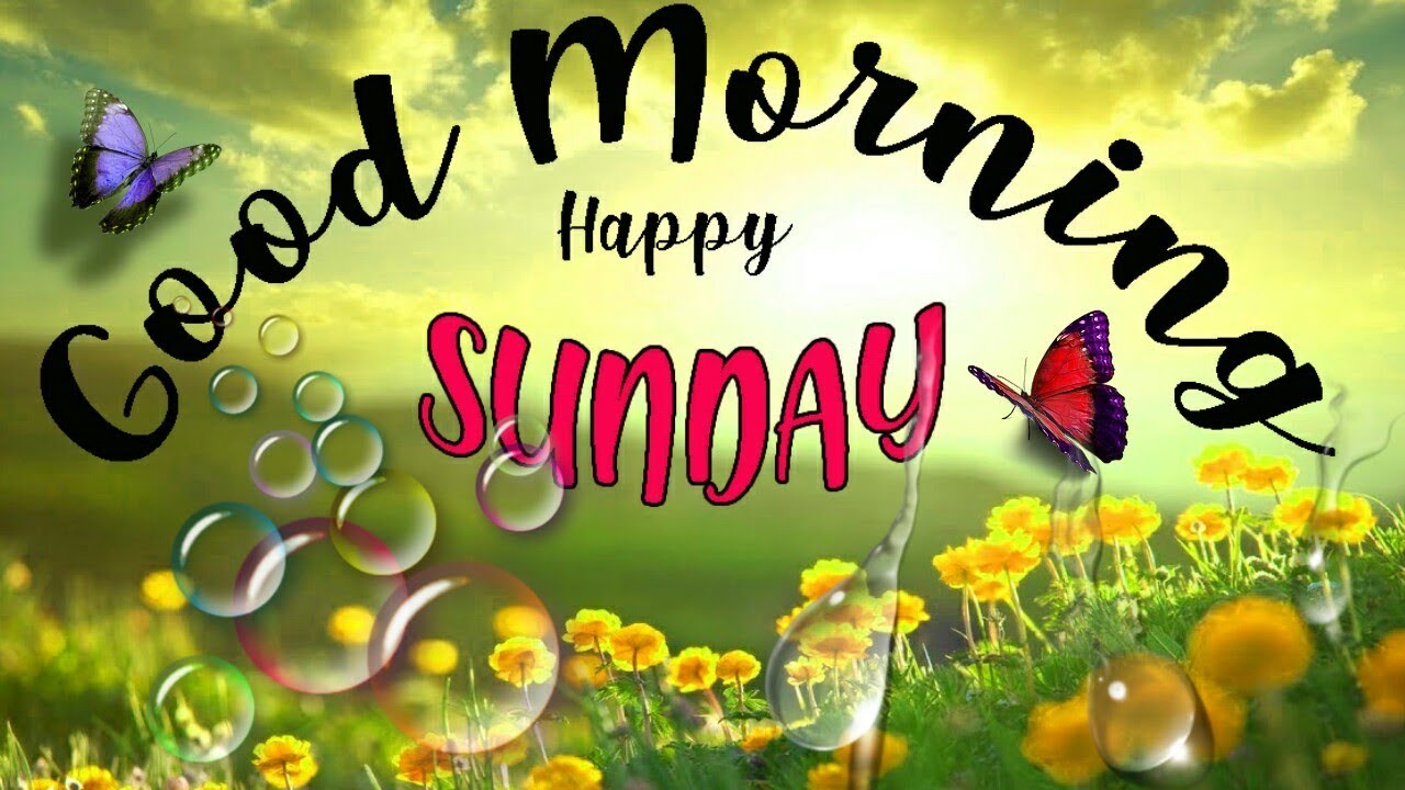 Good Morning Happy Sunday Status Video HD - good morning Video Songs HD ...