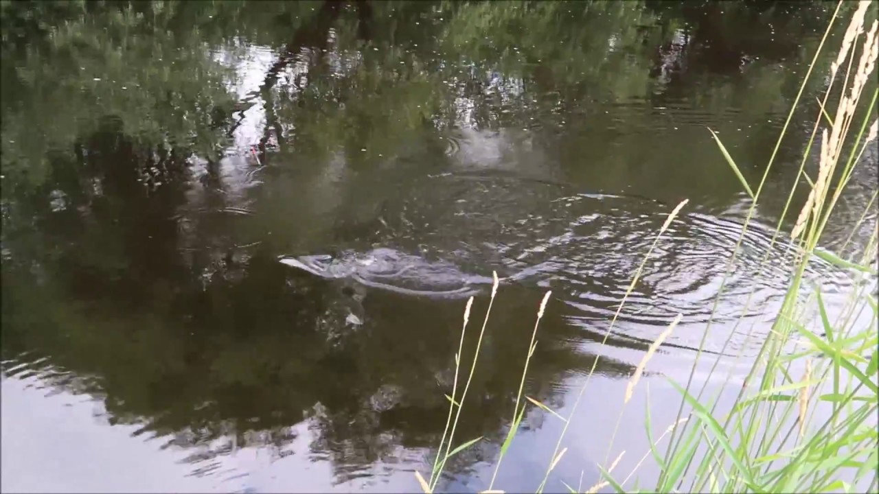 Jack Catches Grayling - YouTube