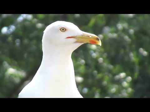 Malkoç(Lynxx Çerez) Martı Gülüşü