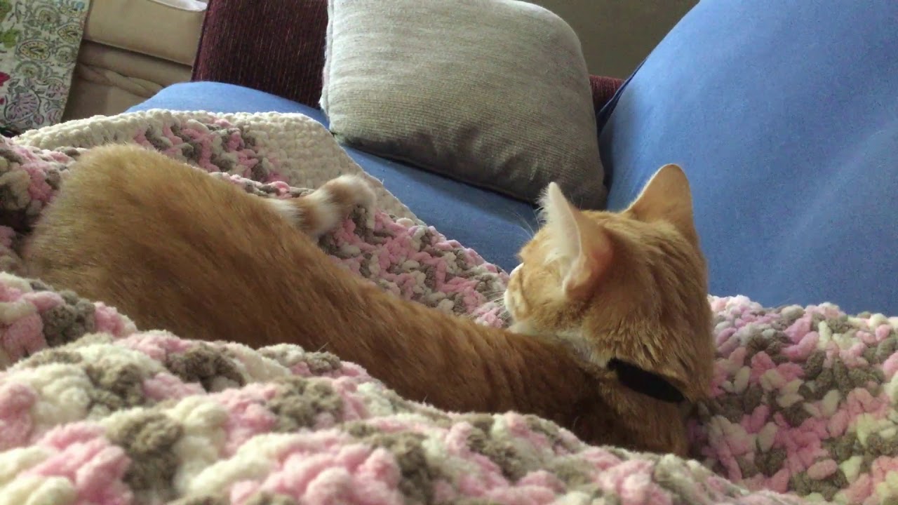 My cat Kramer! - YouTube