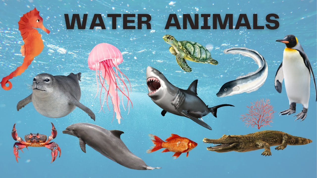 20 Water Animals Name🐬 | Water Animals Name in English | Sea Animals ...