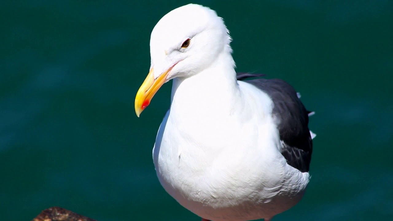 Documentary of seagull birds || secret of sea gull life|| full ...