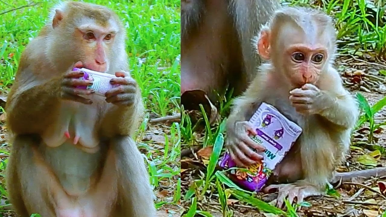 Oh, Monkey Luna and baby monkey Lynx are so happy when they have milk ...