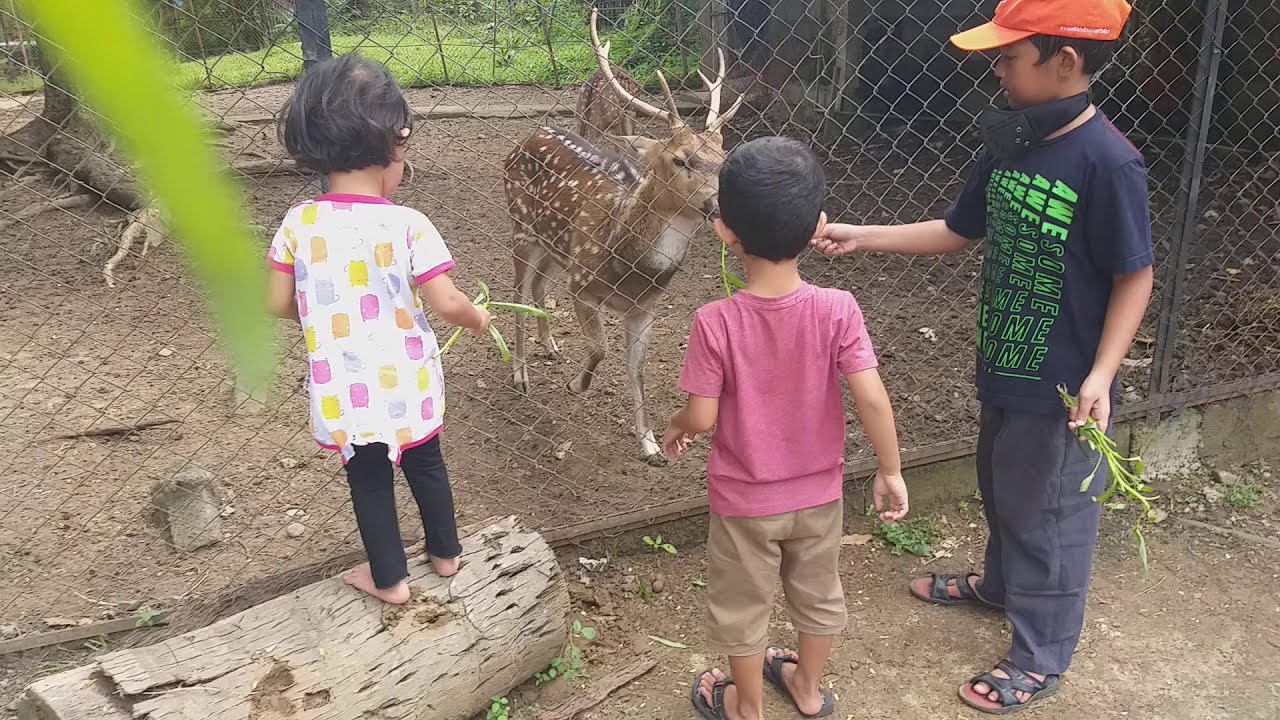 Kasih makan Rusa. Rusa Makan Kangkung. Taman Rusa Aceh Besar. Sibreh ...