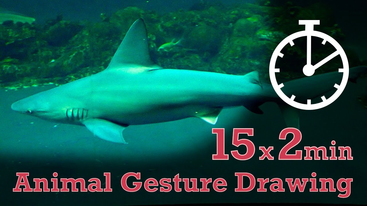 Animal Drawing References #100 - 15x2min poses - Shark - YouTube