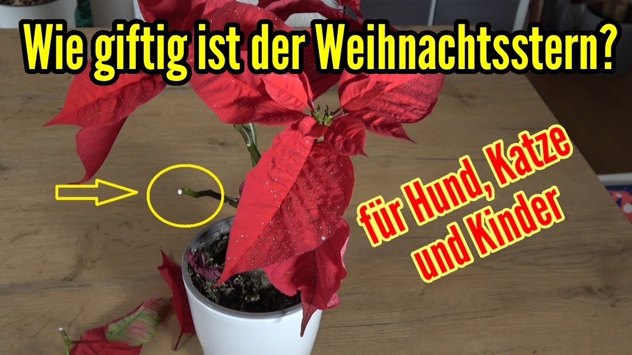 Welcher Ist Der Weihnachtsstern Giftig