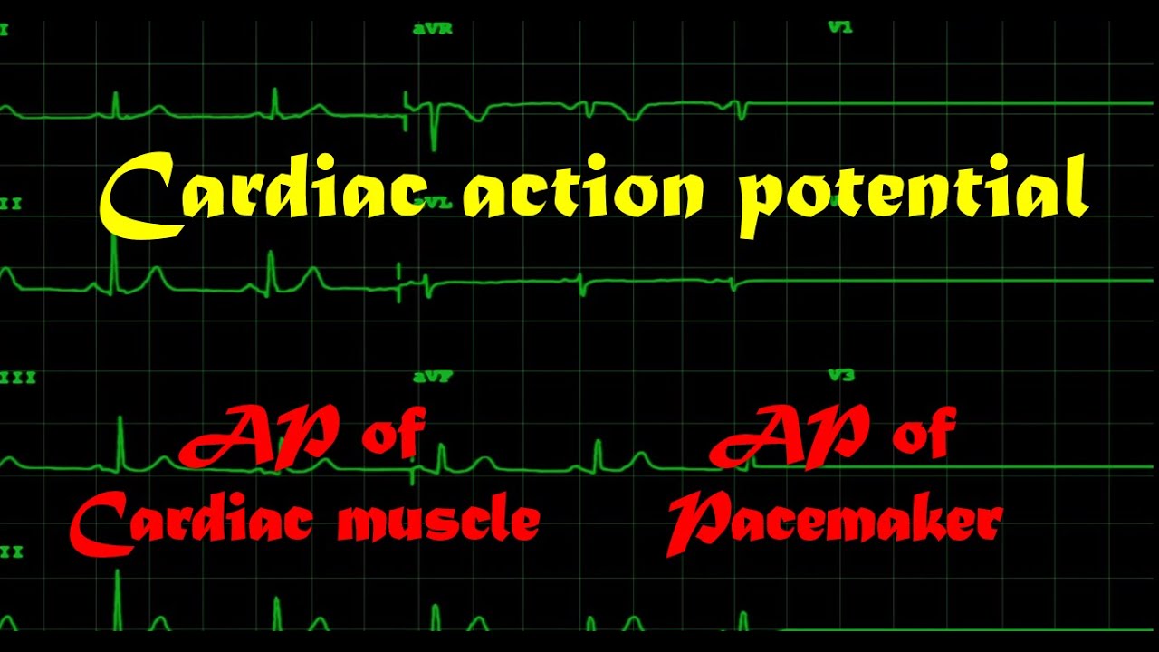 Action potential of Cardiac muscles and Pacemaker | BFOM43 - YouTube