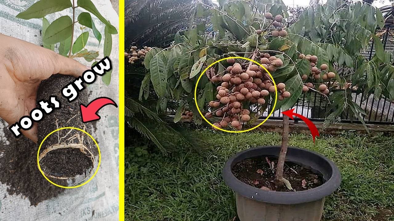 How to cuttings longan grow roots 100% successful - YouTube