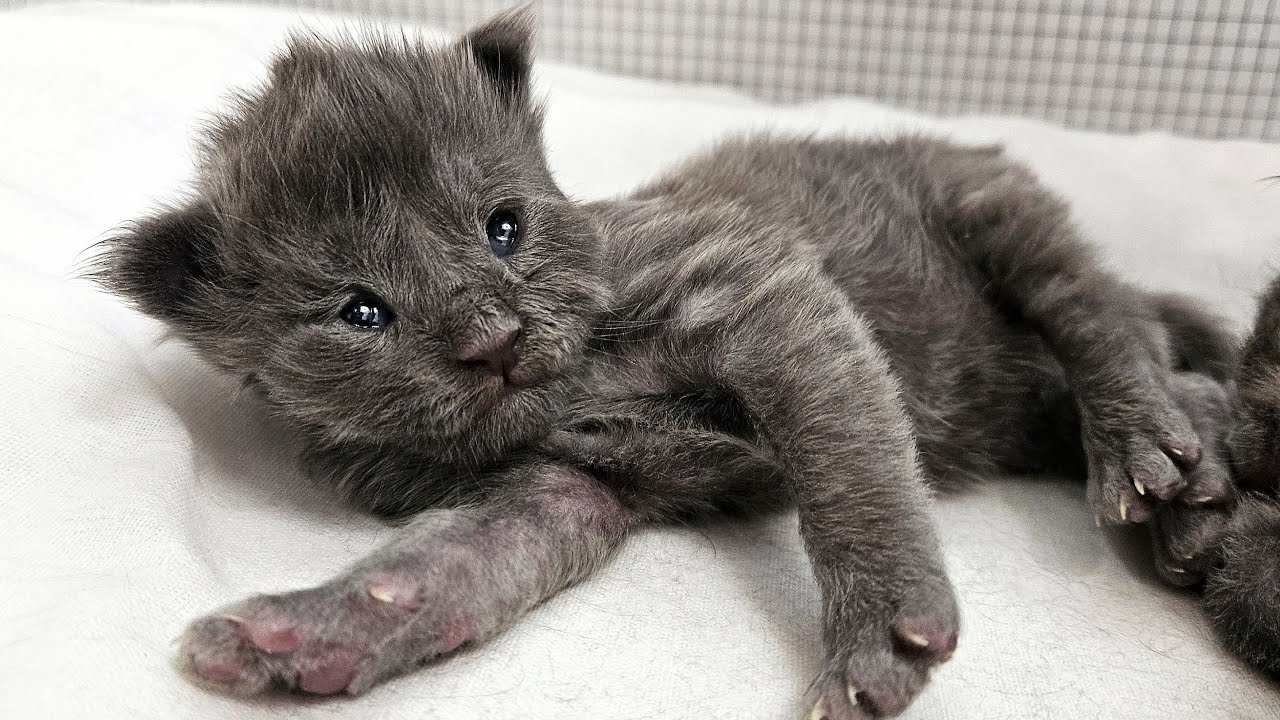 The Cutest Little Maine Coon Kitten Ever Seen! - YouTube