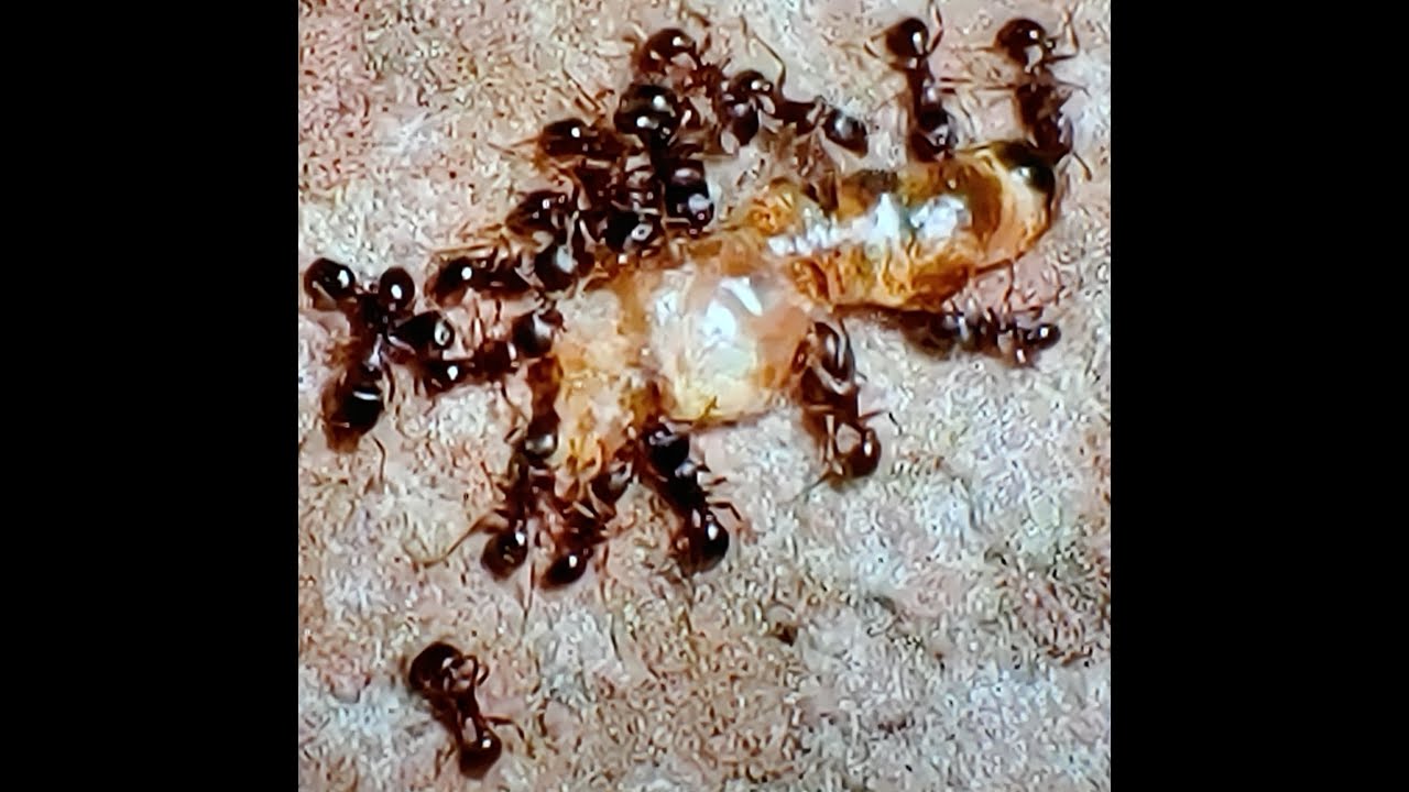 Feeding hungry ants - YouTube