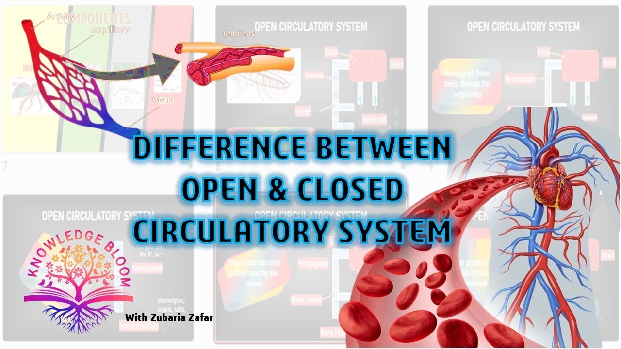 Circulation and body fluids | Open and Closed Circulatory Systems ...