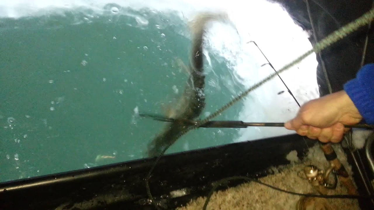 Pike spearing michigan lake St. Clair - YouTube