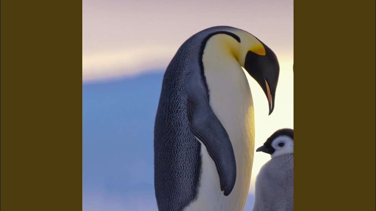 Edwin Murphy Vito Carvalho Terrie Schott Edwin Murphy - YouTube