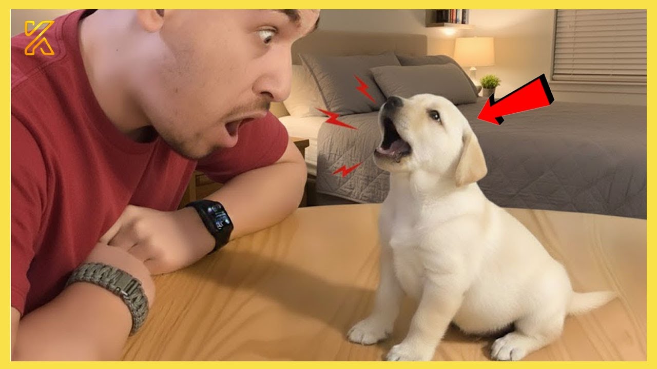 Comedian Dogs Start Talking Back To Their Owner 🤣 Funniest Dog ...