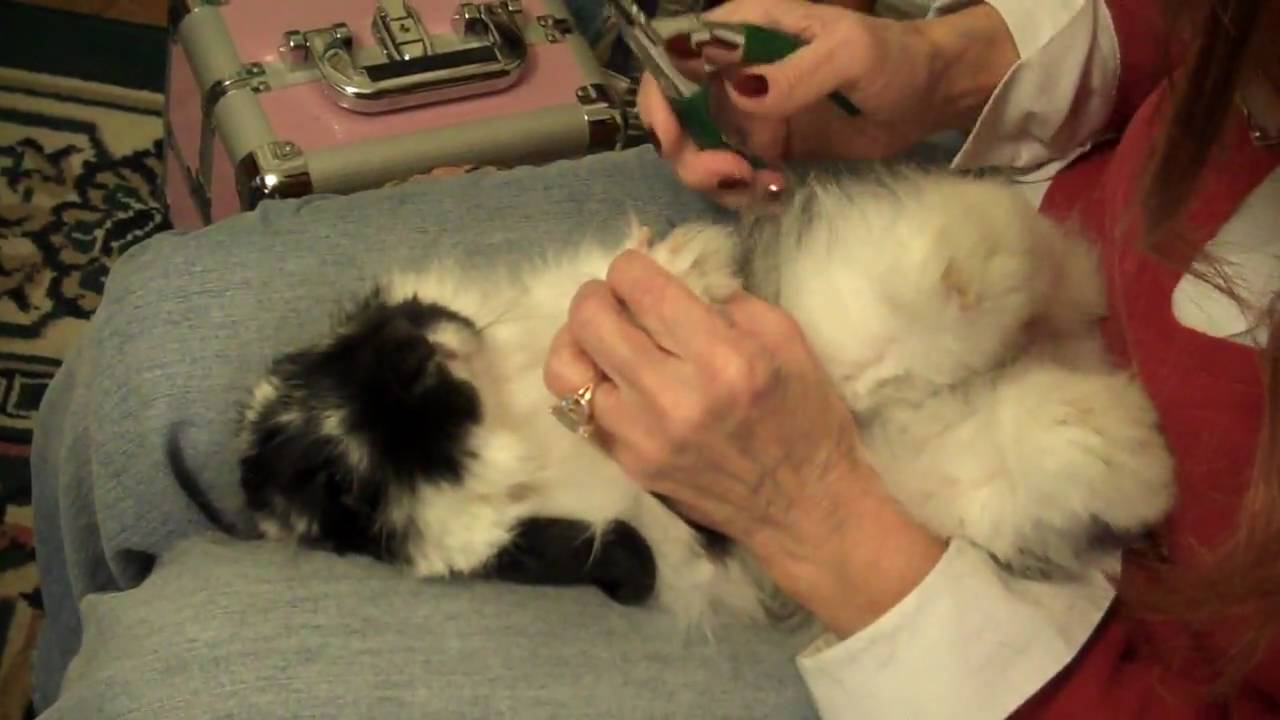 Magic Bunny Rabbit gets his toenails clipped - YouTube