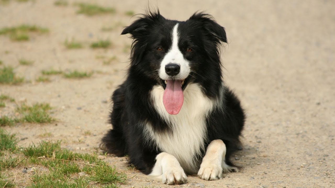 What is the origin of the Border Collie breed? - YouTube