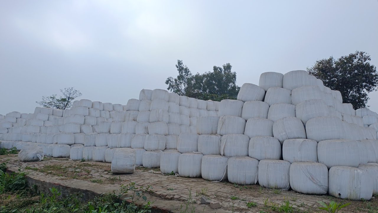 ਮੱਕੀ ਦਾ ਅਚਾਰ ਵਿਕਾਊ, Silage is for Sale - YouTube