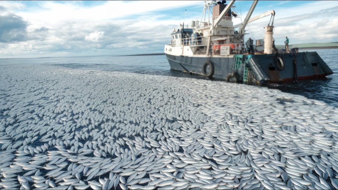 Life On U.S.'s Largest Deep-sea Trawling Vessel | Fish Factory On the ...