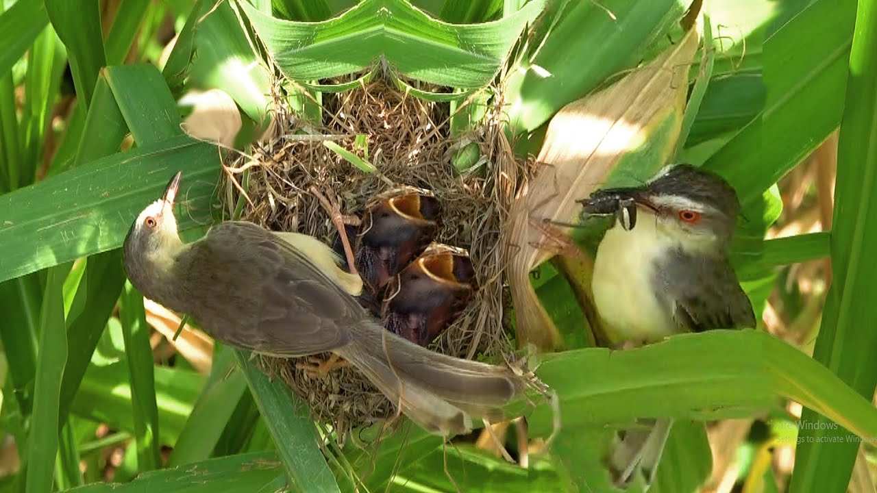 Chim Chích Bông ( chim sâu lát ) Nuôi Con Bên Bụi Cỏ Ven Đường - YouTube