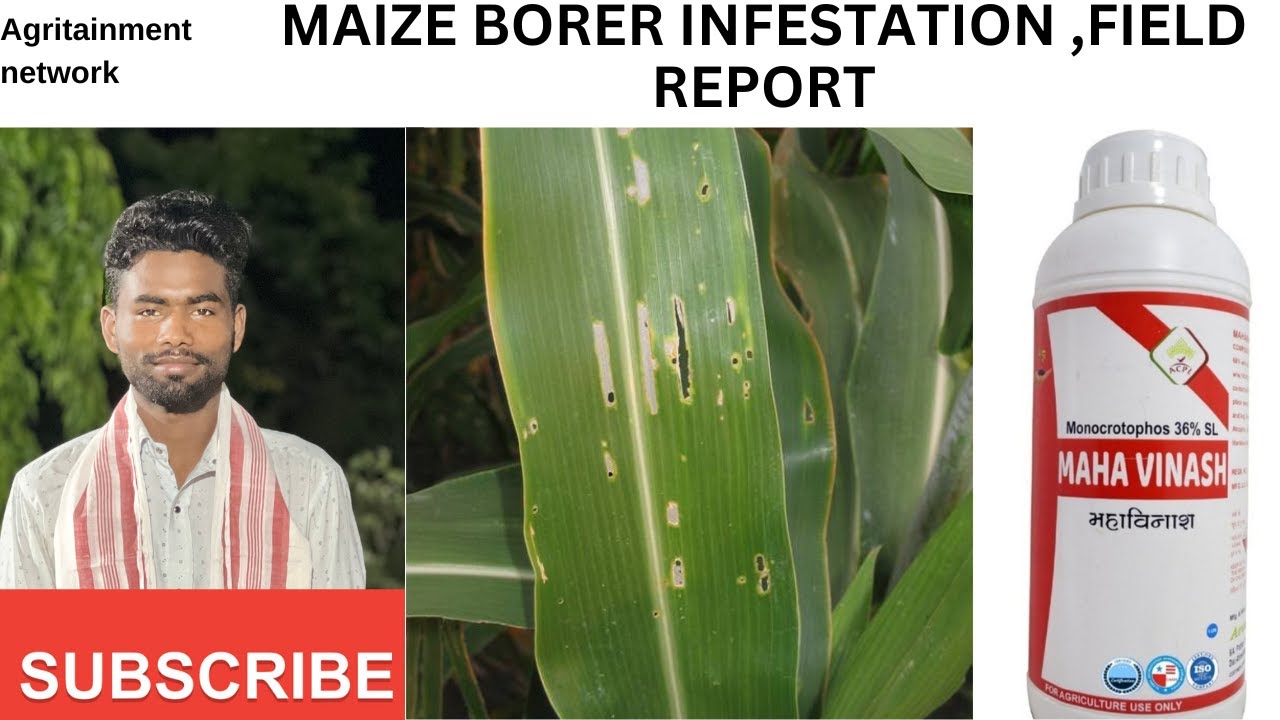Maize insect pest management.#agriculture #insects #management - YouTube