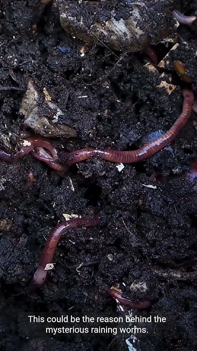 The Mystery Of Raining Worms 🐛 #wormszone - YouTube