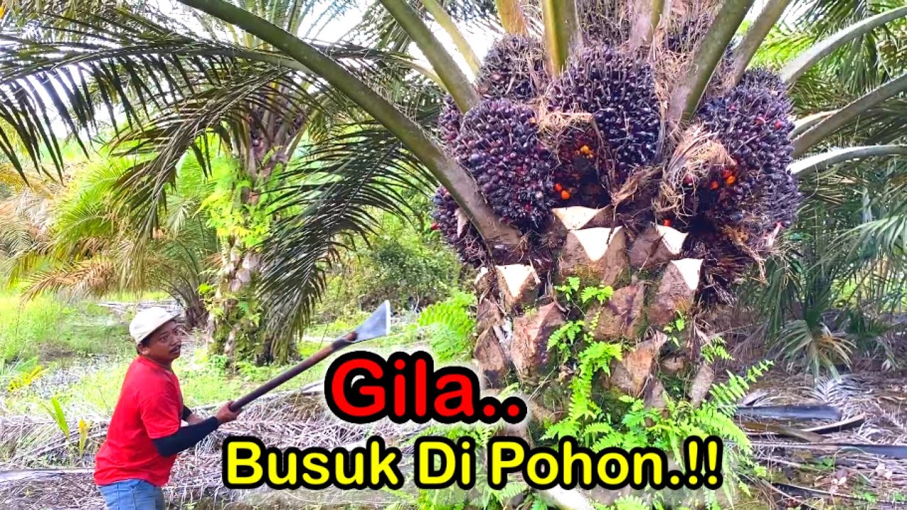 INILAH AKIBATNYA PANEN SAWIT ROTASI 3 MINGGU.! - YouTube