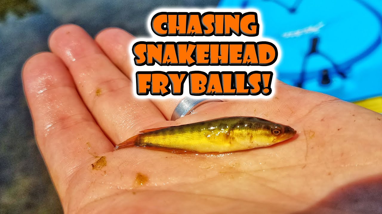 Fishing Summer Spawning Snakeheads by Targeting Fry Balls or Pods - YouTube