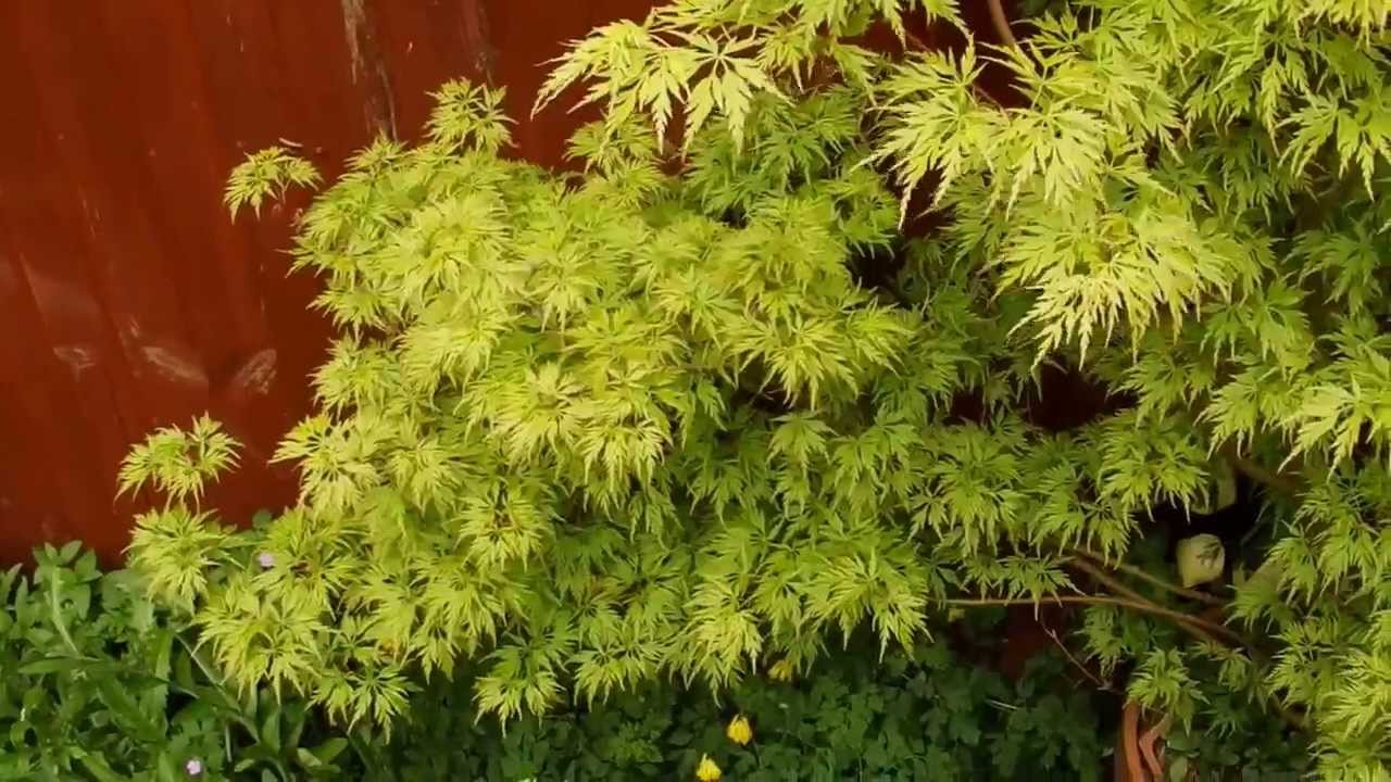 ACER PALMATUM SEIRYU - JAPANESE MAPLE - YouTube