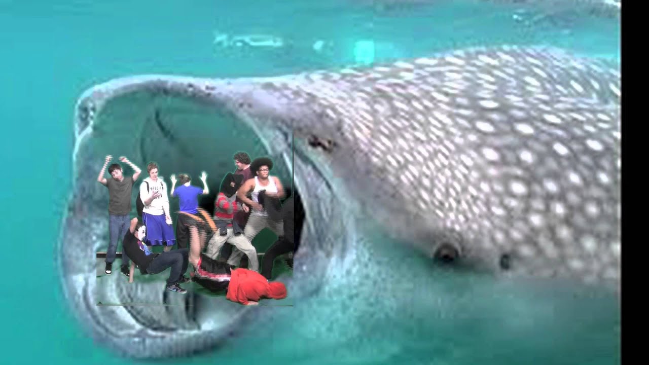 Harlem Shake-Whale Edition - YouTube