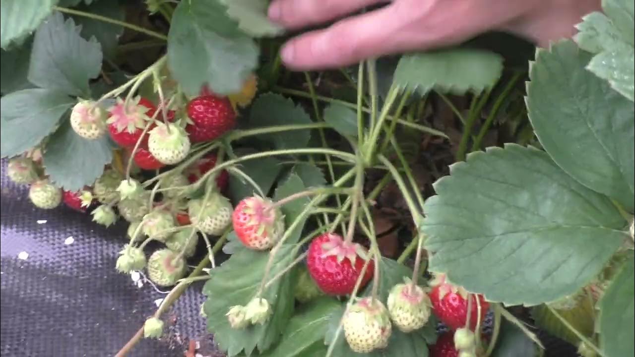 Зенга Зенгана. Сорт-старушка с отличной урожайностью - YouTube