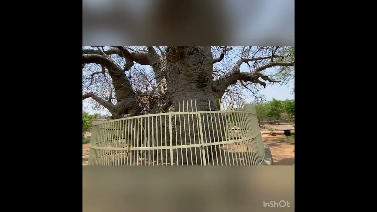 Hatiyan Jhad Baobab Tree - YouTube