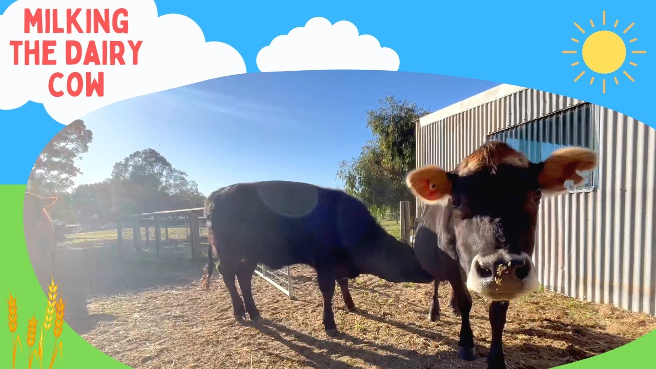 Where Does Milk Come From? | Milking Cows & Farm Adventures for Kids ...