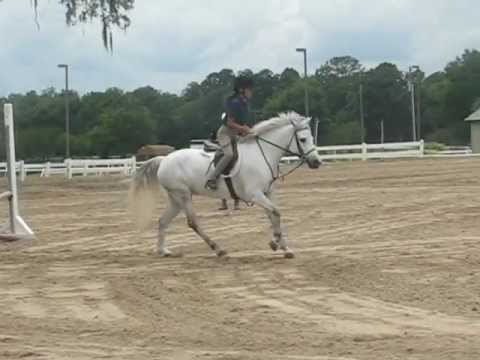 A little Pixie Dust Medium Pony 13.1 for SAle in Florida