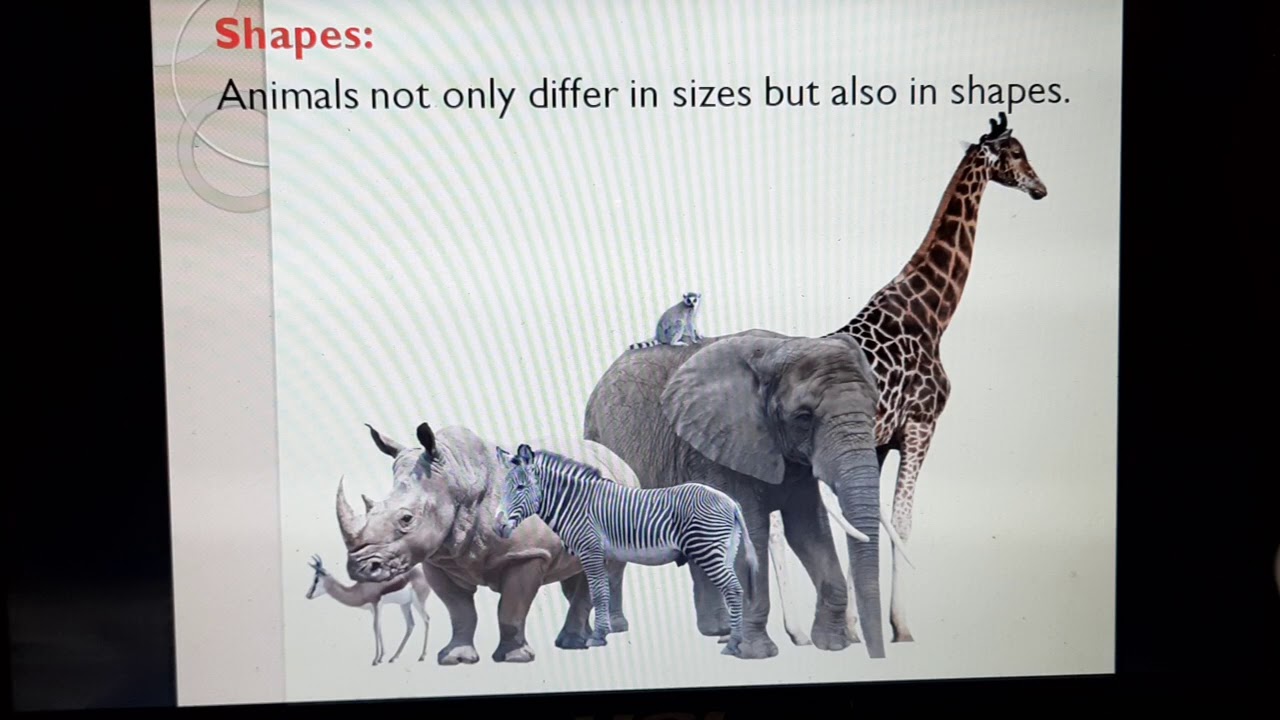 EVS Class 3 The Animal World/ lesson 1 - YouTube