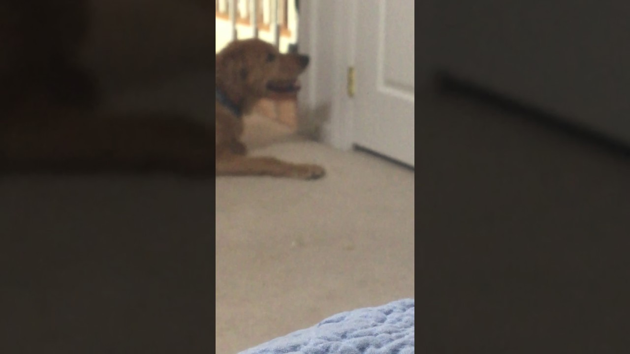 Try not to cry DOG DIES - YouTube