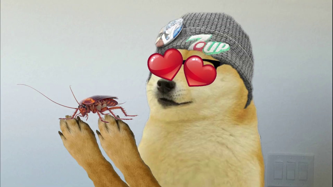 Doge finds a bug (NSFW) - YouTube