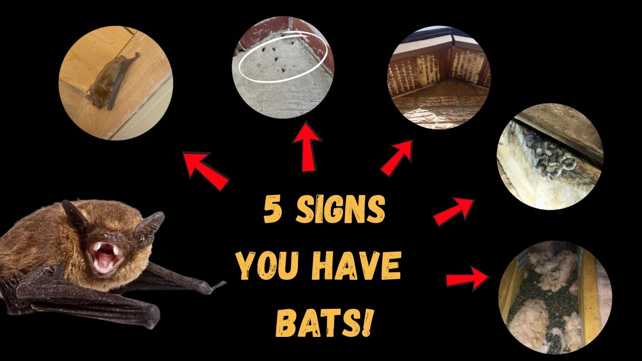 The 5 Definitive Signs You Have Bats! - YouTube