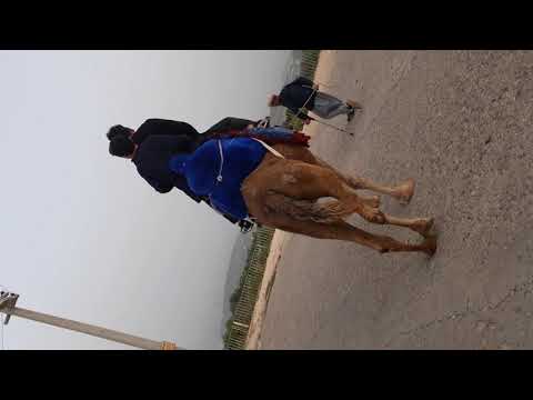 Ercişli TOPRAK ın anlamsız şekilde deveye binişi...