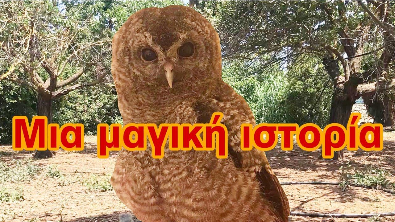 Η ιστορία μιας κουκουβάγιας - YouTube