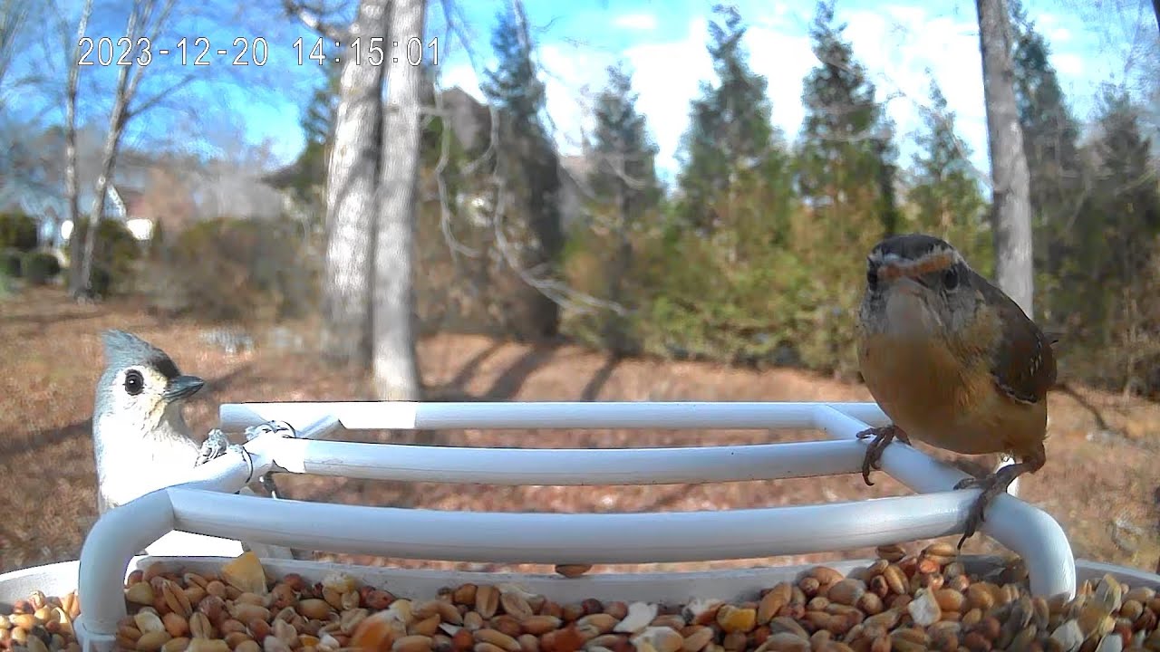Forty Minutes of Bird Action at the Feeder Cam - Cardinals Wren Titmice ...