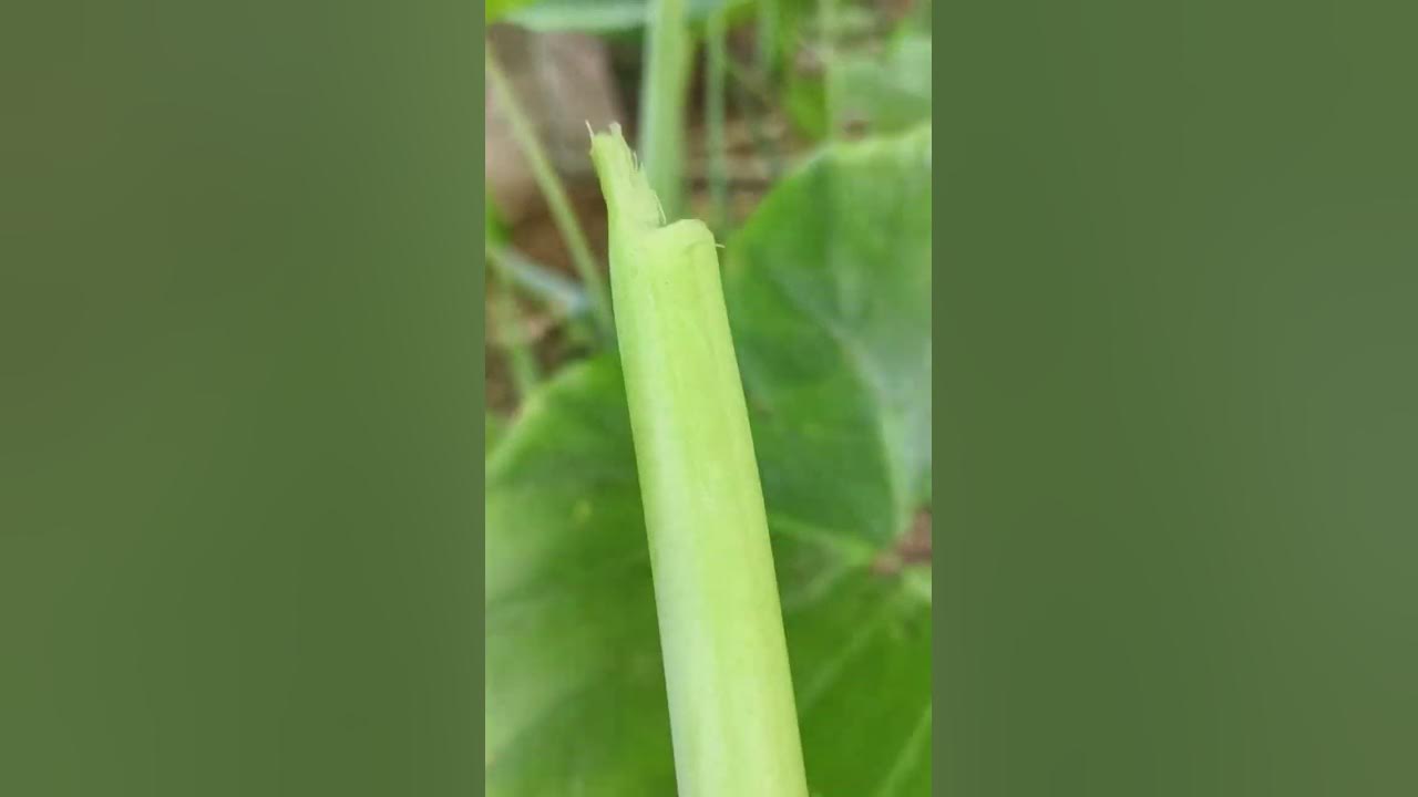 ต้นทูน(ตูน)กินสดได้แกงได้ไม่คัน - YouTube