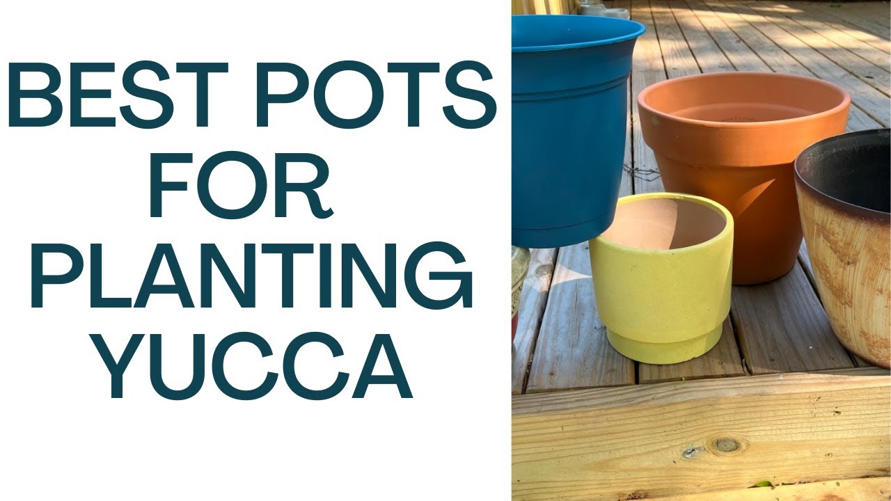 Choose the Right Yucca Pot - YouTube