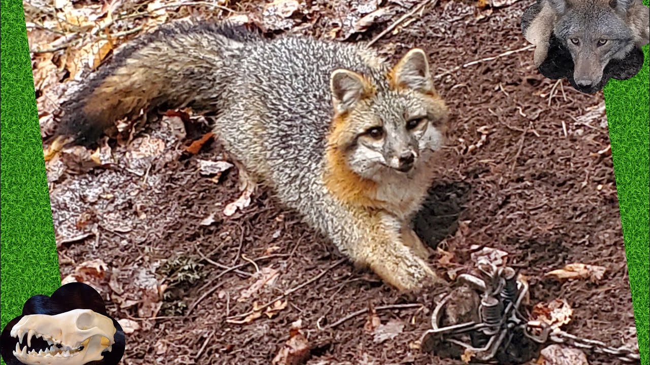 Fox & Coyote Trapping Season Series 2021 “ Fine Lookin Grey “ - YouTube