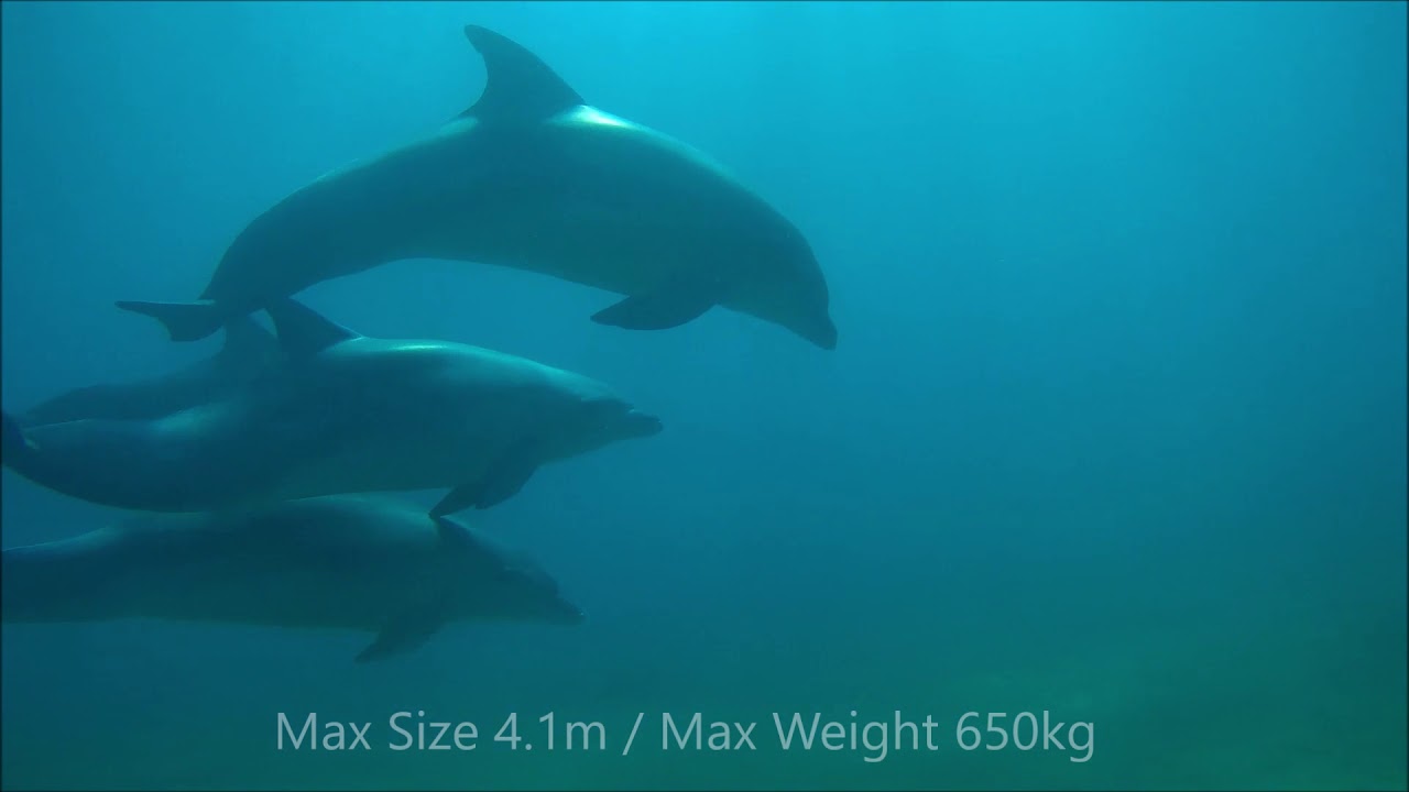 Wild Dolphins in Greece - YouTube