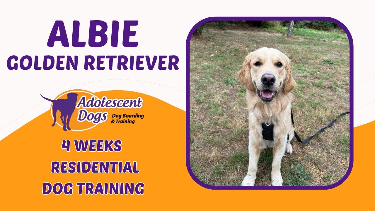 Albie the Golden Retriever | 4 Weeks Residential Dog Training - YouTube