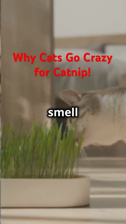 Why Cats Go Crazy for Catnip! - YouTube