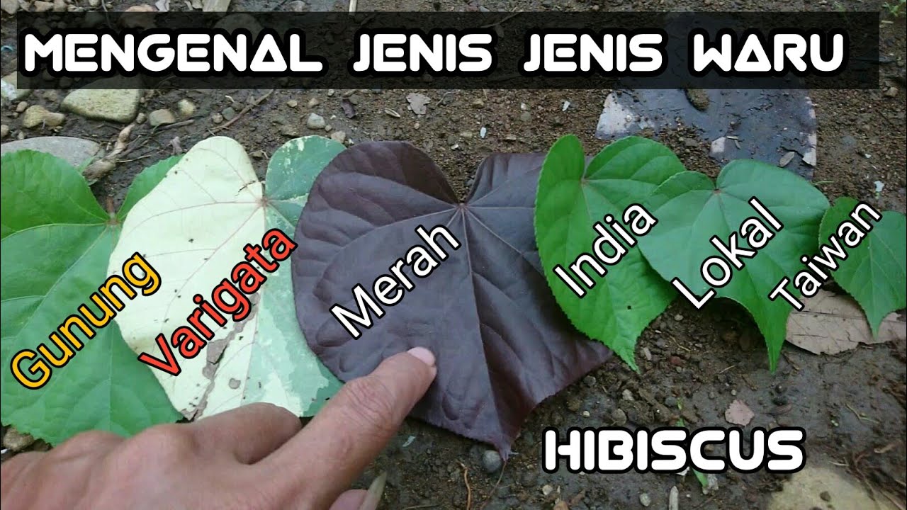 MENGENAL JENIS JENIS WARU || Types of hibiscus plants - YouTube